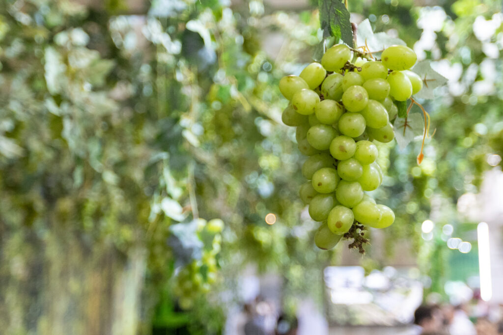 Galeria Fruit Attraction São Paulo 2024 - Fruit Attraction Sao Paulo | IFEMA MADRID INTERNACIONAL